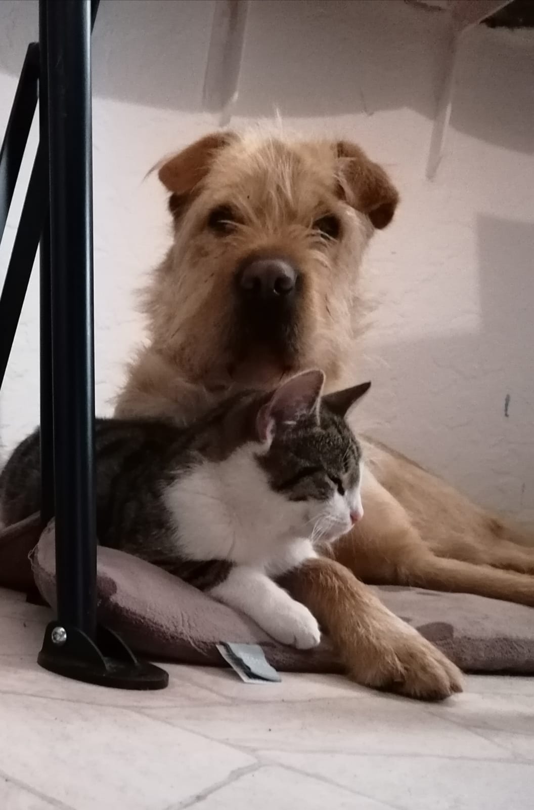 Tiere, die in diesem Jahr ein neues Zuhause gefunden haben – Animals ...