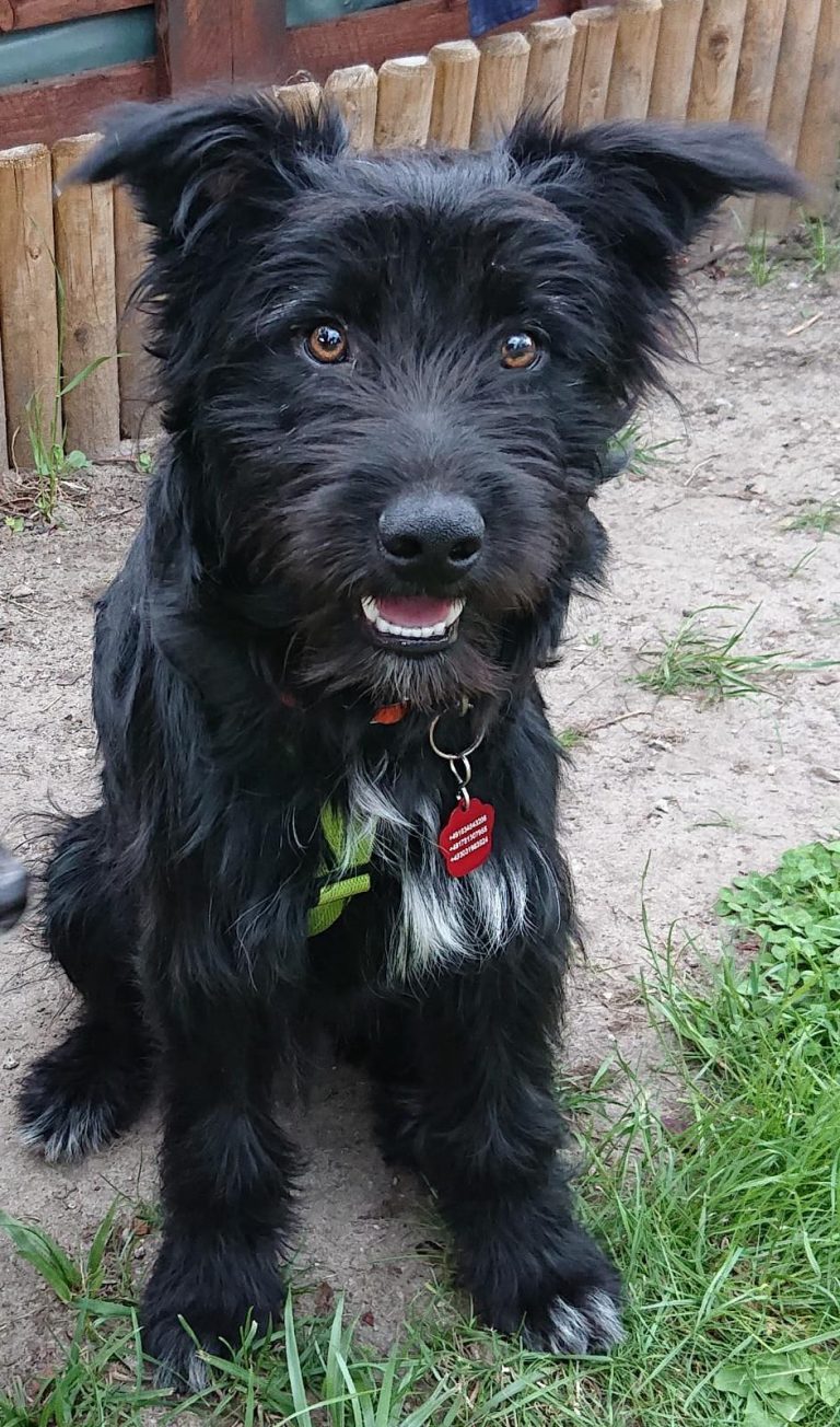 Tiere, die in diesem Jahr ein neues Zuhause gefunden haben – Animals ...