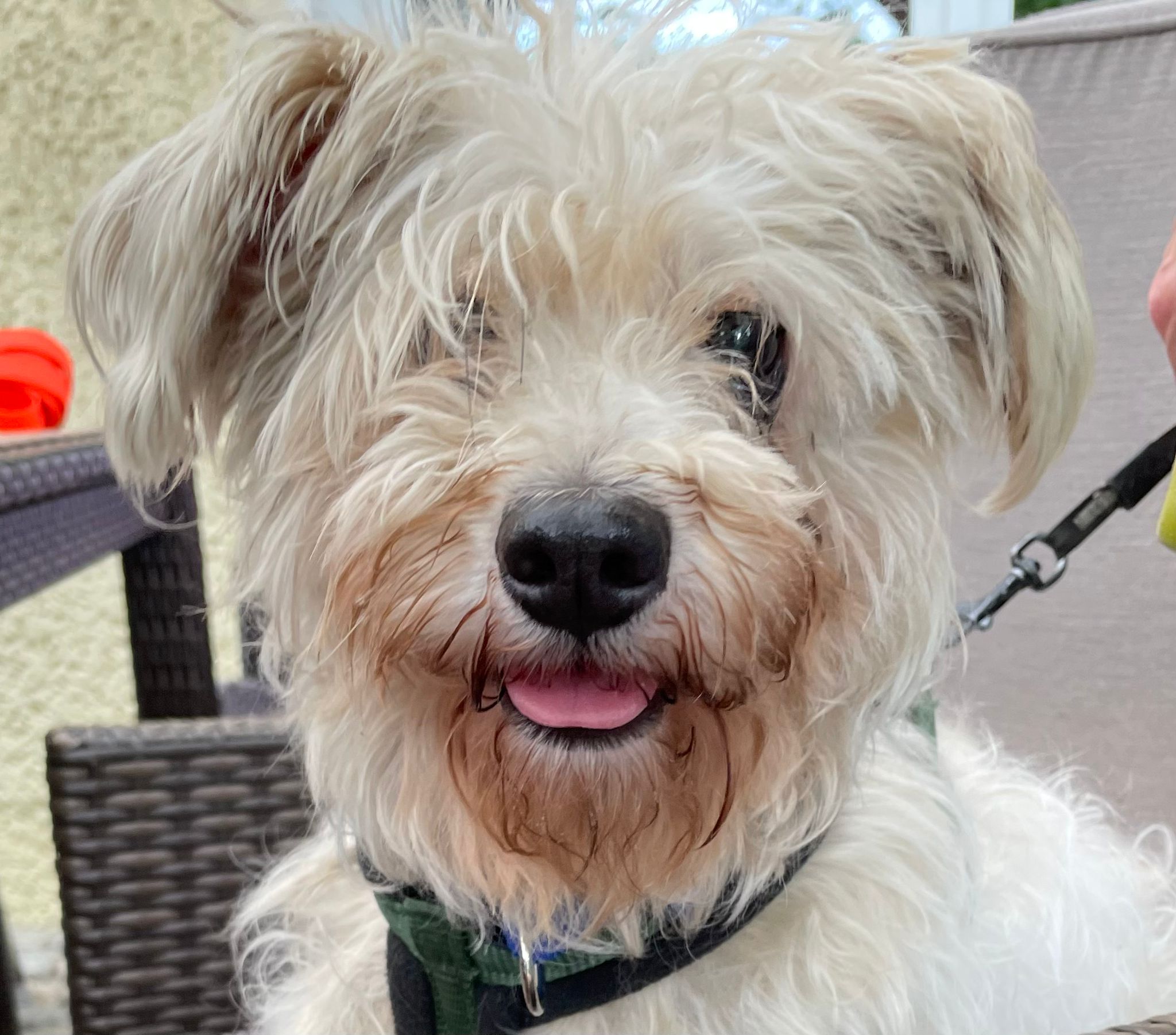 Tiere, die in diesem Jahr ein neues Zuhause gefunden haben – Animals ...