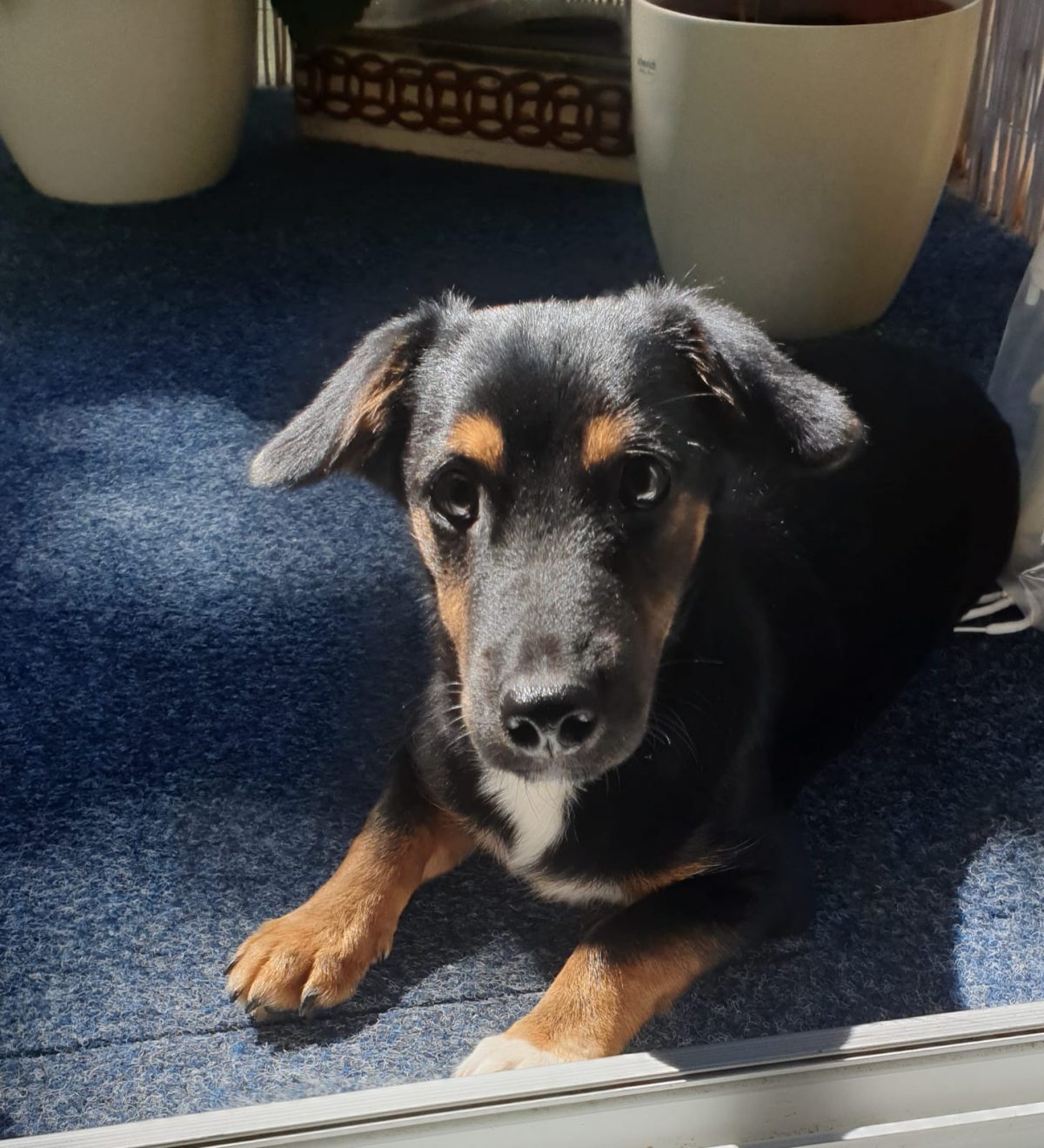 Tiere, die in diesem Jahr ein neues Zuhause gefunden haben – Animals ...